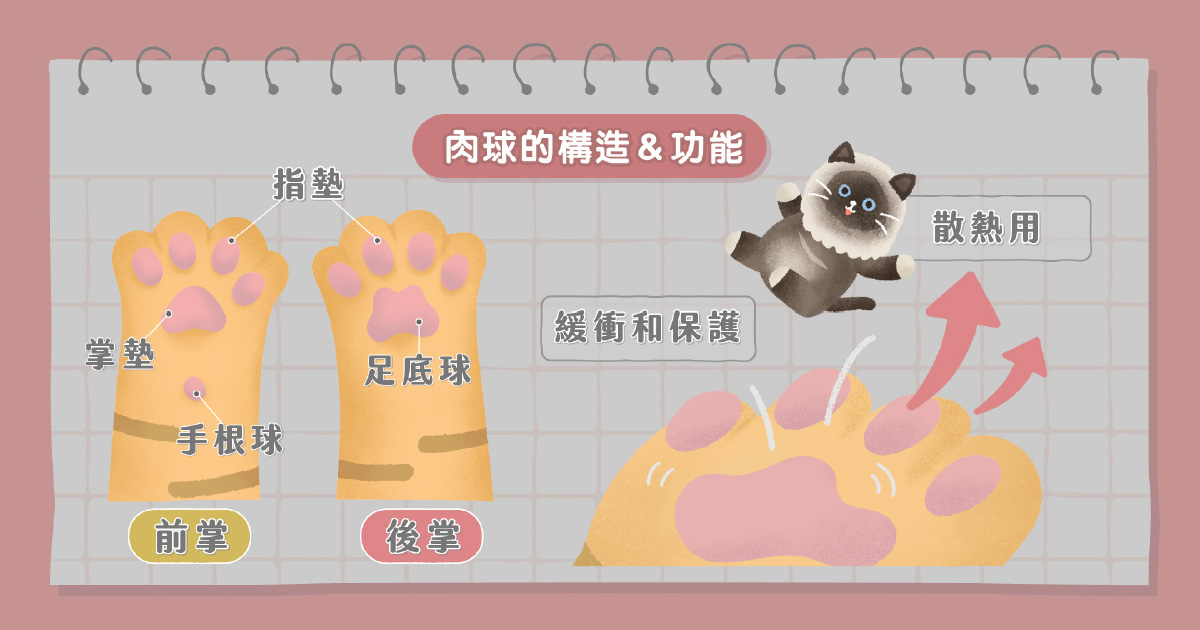 讓人忍不住想吸的貓咪肉球，關於肉球的冷知識 - Munchee貪貪